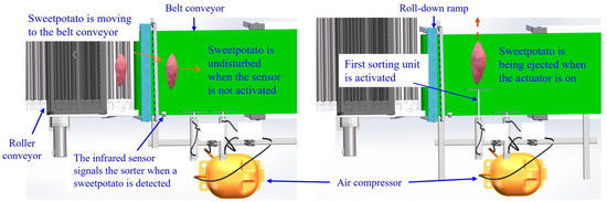 Design and Preliminary Evaluation of Automated Sweetpotato Sorting ...