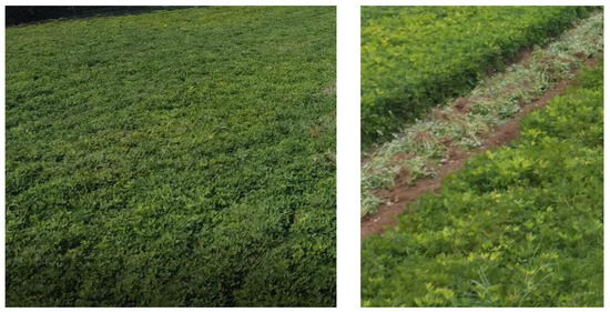 Research on the Mechanical Properties of Peanuts during the Harvesting ...