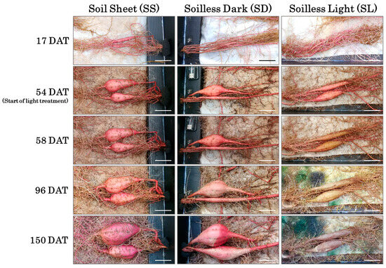 Impacts of Light Exposure and Soil Covering on Sweet Potato Storage ...
