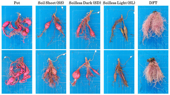 Impacts of Light Exposure and Soil Covering on Sweet Potato Storage ...
