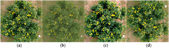 Object Detection for Yellow Maturing Citrus Fruits from Constrained or ...