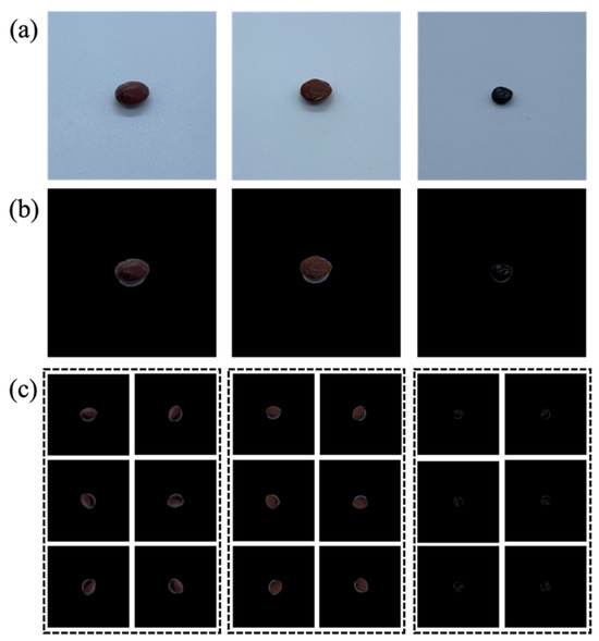 Deep Learning-Based Model for Effective Classification of Ziziphus jujuba Using RGB Images