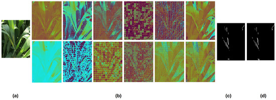 Segmentation of Wheat Rust Disease Using Co-Salient Feature Extraction