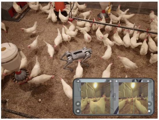 Precision Monitoring of Dead Chickens and Floor Eggs with a Robotic ...