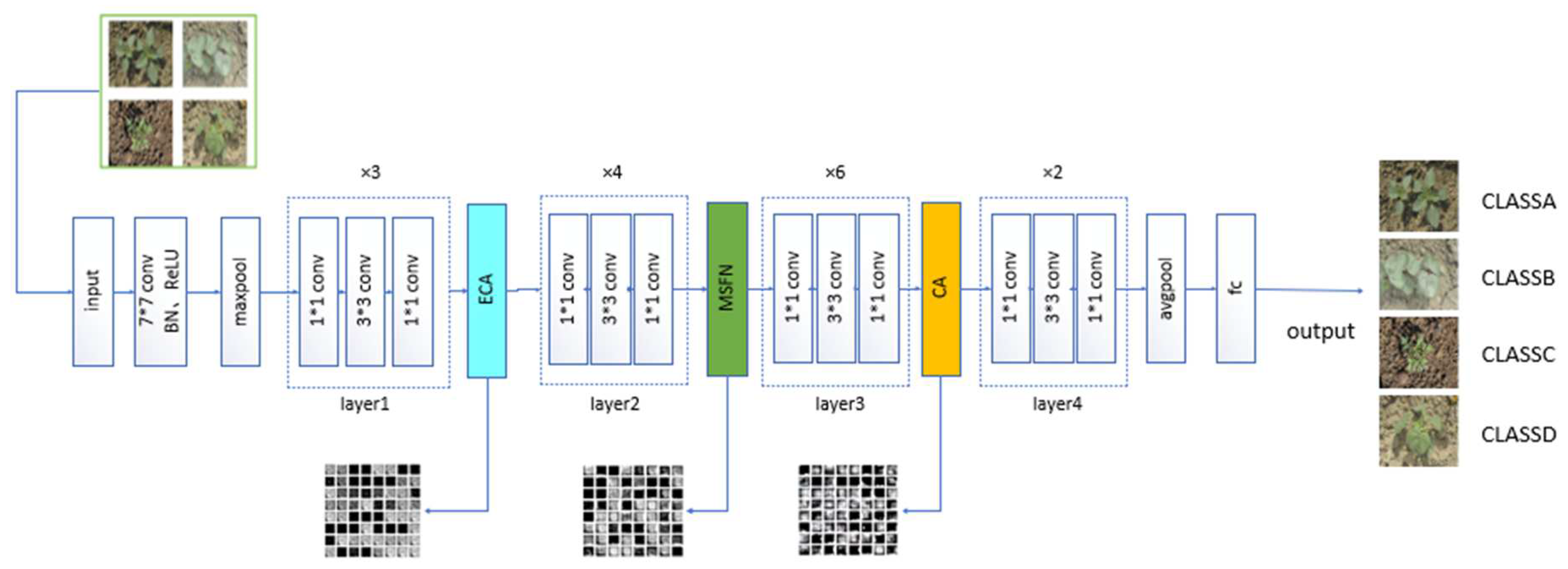 Early Plant Classification Model Based on Dual Attention Mechanism and Multi-Scale Module
