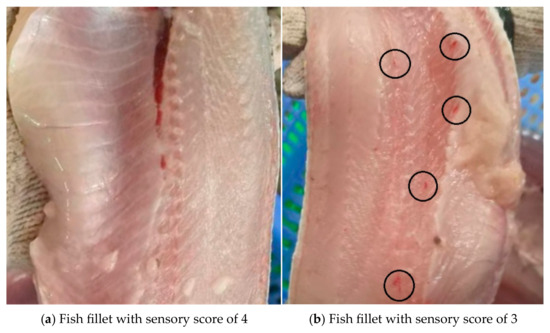 Design and Experiment of Automatic Fish Bleeding Machine