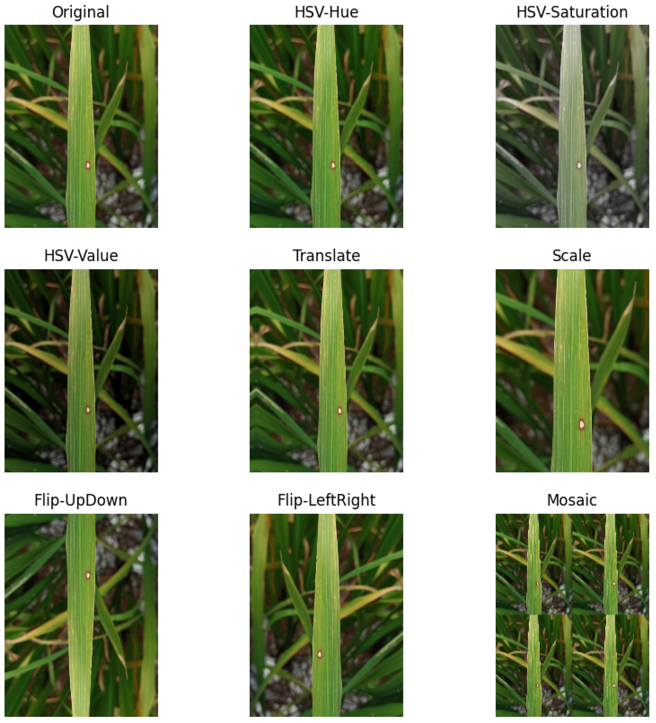 Ghost-Attention-YOLOv8: Enhancing Rice Leaf Disease Detection with ...