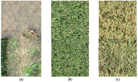 Detection of Tagosodes orizicolus in Aerial Images of Rice Crops Using Machine Learning