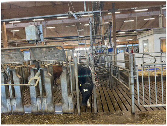 Automated Body Condition Scoring in Dairy Cows Using 2D Imaging and Deep Learning