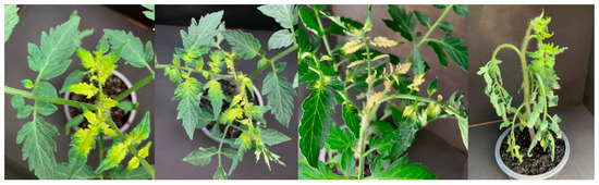 Agrochemicals | Free Full-Text | Practical Knowledge of Injuries Caused ...