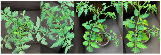 Agrochemicals | Free Full-Text | Practical Knowledge of Injuries Caused ...