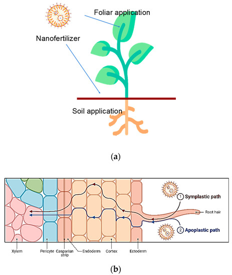 Nanofertilizers: Types, Delivery and Advantages in Agricultural ...
