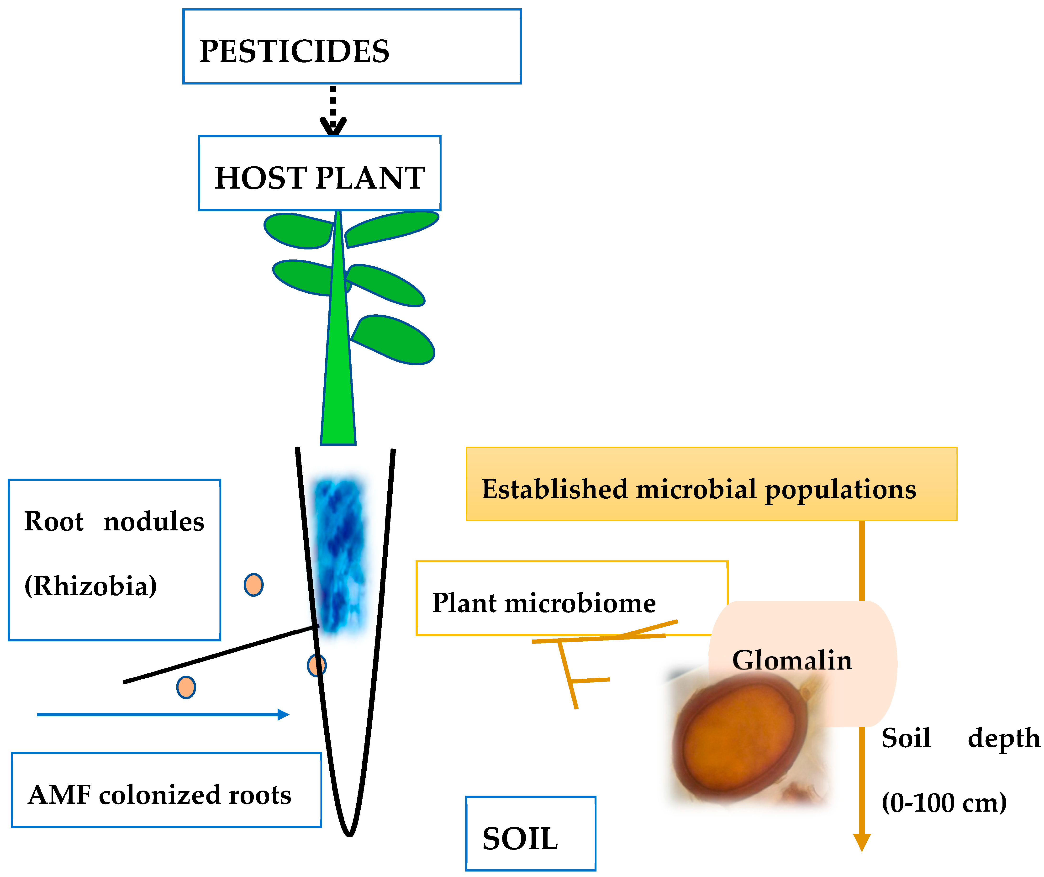 Effects of Pesticides on the Arbuscular Mycorrhizal Symbiosis