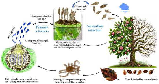 Integrating Biological Control Agents for Enhanced Management of Apple ...