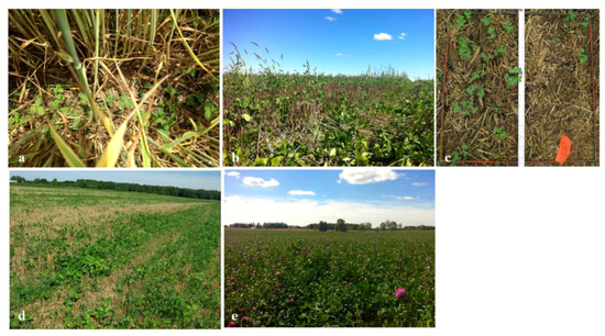 Agronomy For Sustainable Development