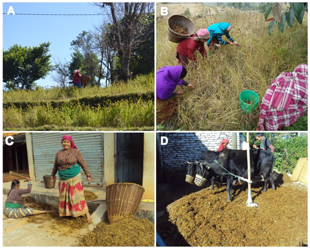 A Review of Nutrient Management Studies Involving Finger Millet in the ...