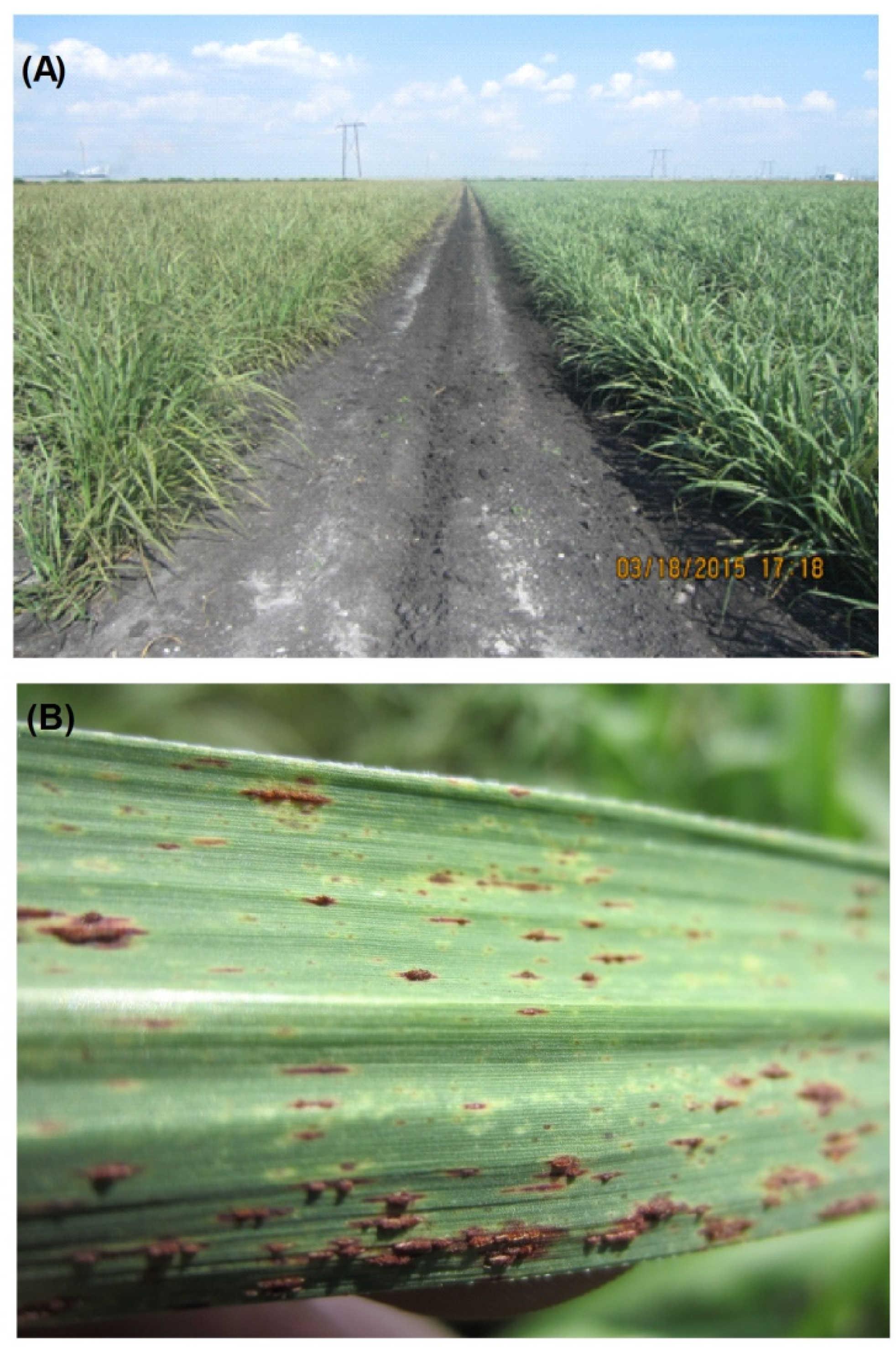 Screening for Sugarcane Brown Rust in the First Clonal Stage of the ...