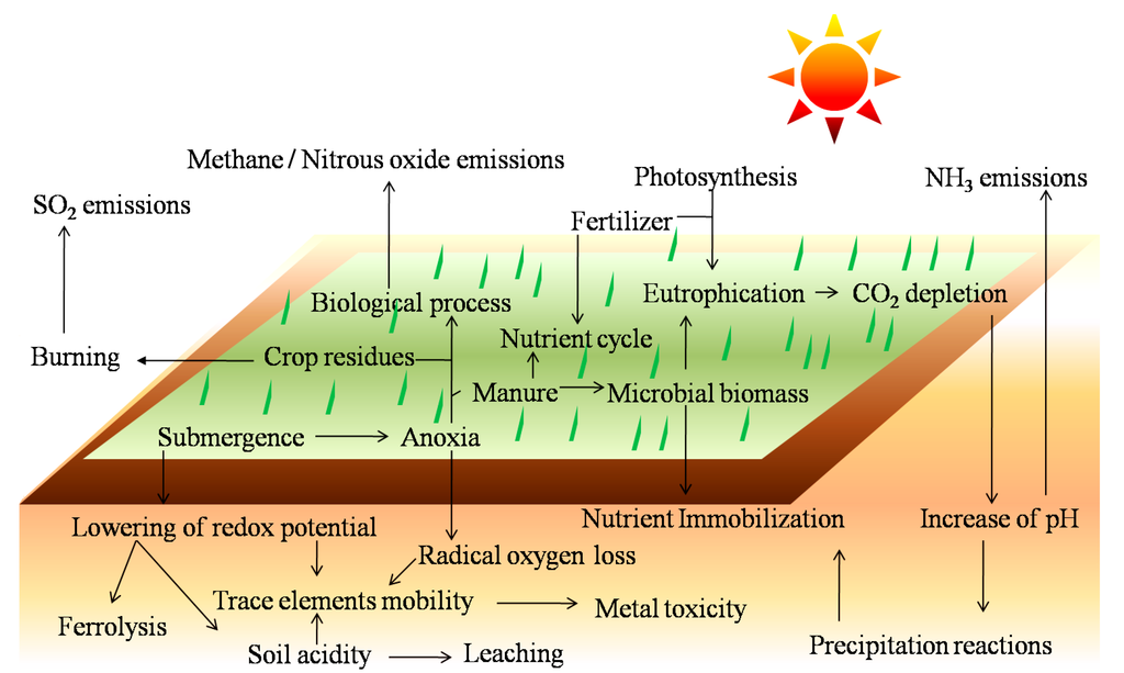 Agronomy | Free Full-Text | Trace Element Management in Rice