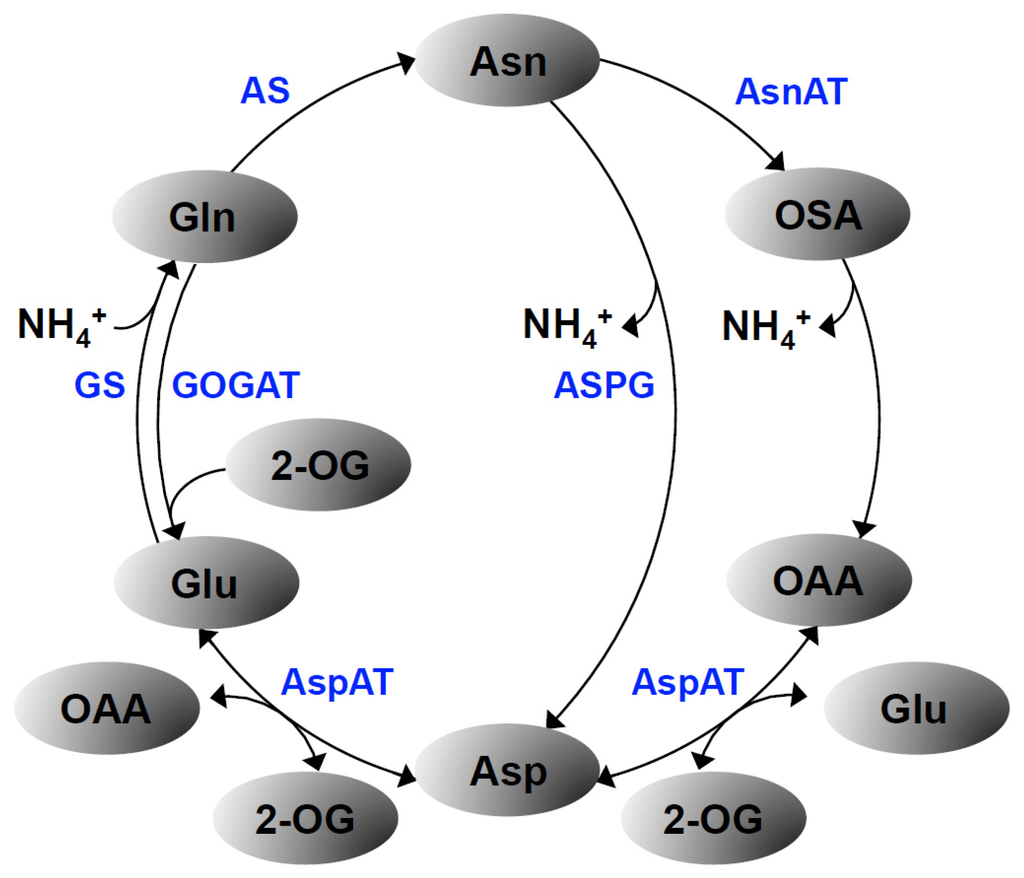 Agronomy | Special Issue : Nitrogen Transport and Assimilation in Plants