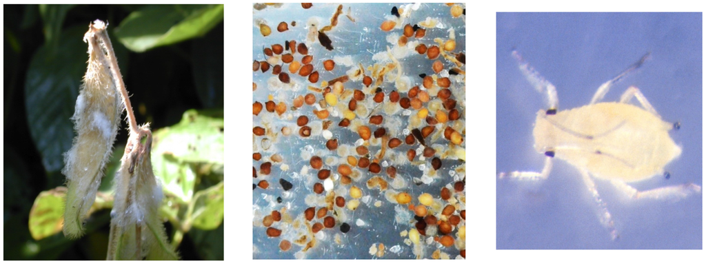 Organically Grown Soybean Production in the USA: Constraints and ...