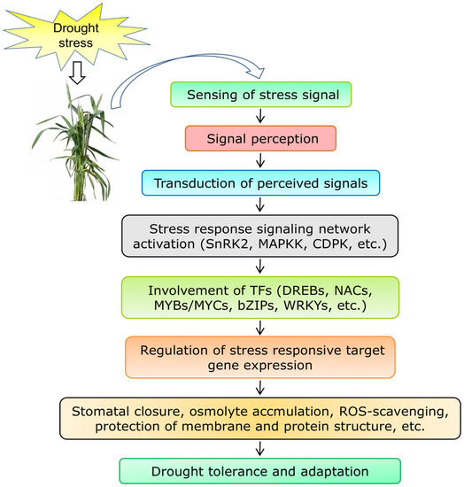 QTL Analysis for Drought Tolerance in Wheat: Present Status and Future ...