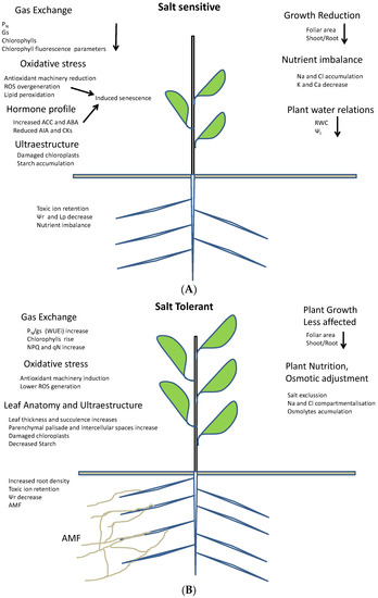 Plant Responses to Salt Stress: Adaptive Mechanisms