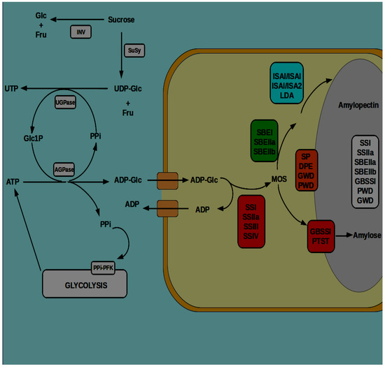 Starch Biosynthesis in the Developing Endosperms of Grasses and Cereals