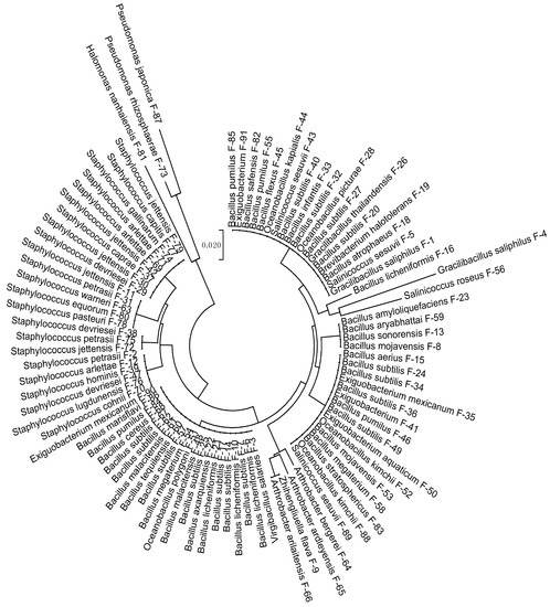 Halotolerant Bacterial Diversity Associated with Suaeda fruticosa (L ...