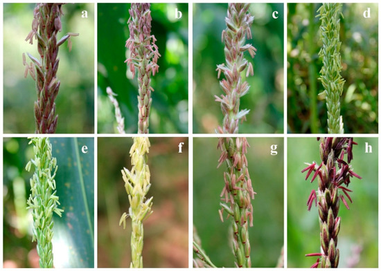 Corn Tassel: A New Source of Phytochemicals and Antioxidant Potential ...