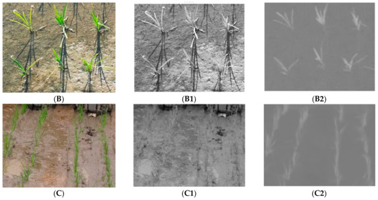 Segmentation of Rice Seedlings Using the YCrCb Color Space and an ...