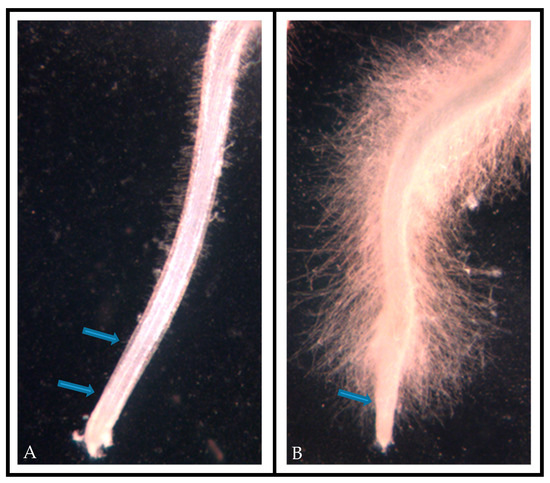 Drought-Tolerant Barley: II. Root Tip characteristics in Emerging Roots