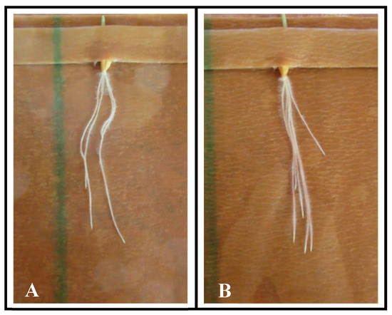 Drought-Tolerant Barley: II. Root Tip characteristics in Emerging Roots