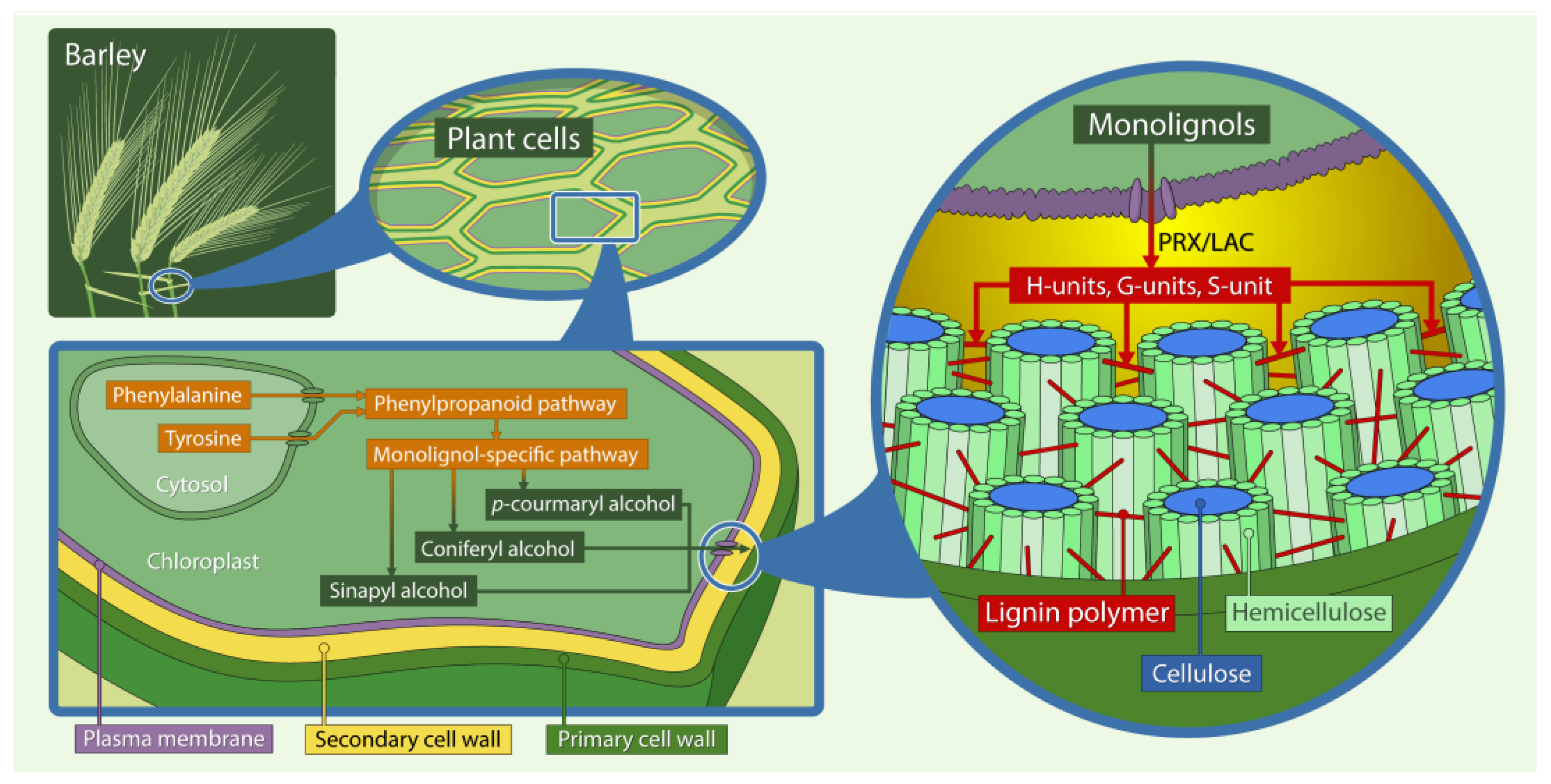 Lignin Cell Wall