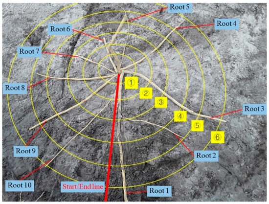 Evaluation of a Ground Penetrating Radar to Map the Root Architecture ...