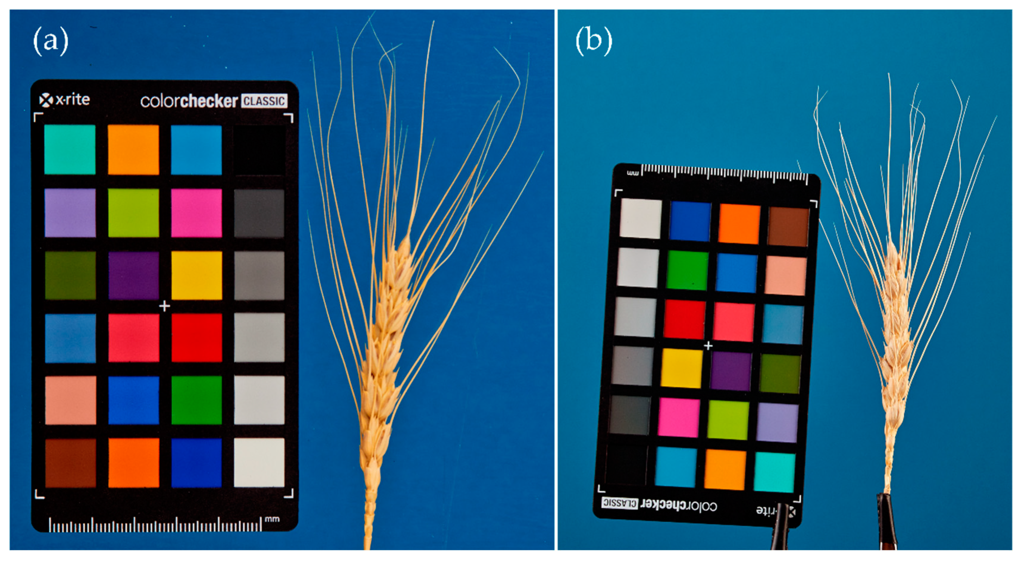 Morphometry of the Wheat Spike by Analyzing 2D Images