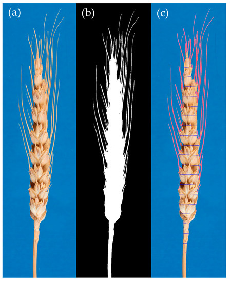 Morphometry of the Wheat Spike by Analyzing 2D Images