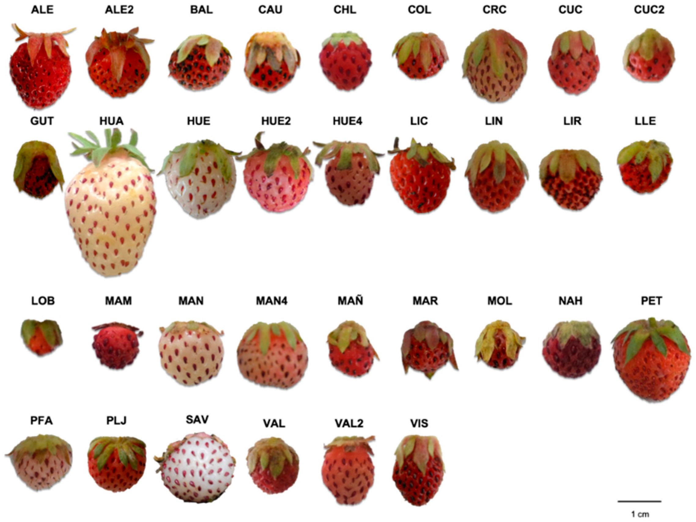 Genetic Variation and Trait Correlations for Fruit Weight, Firmness and ...