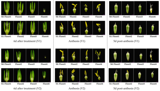 Regulation of Spraying 6-BA in the Late Jointing Stage on the Fertile ...