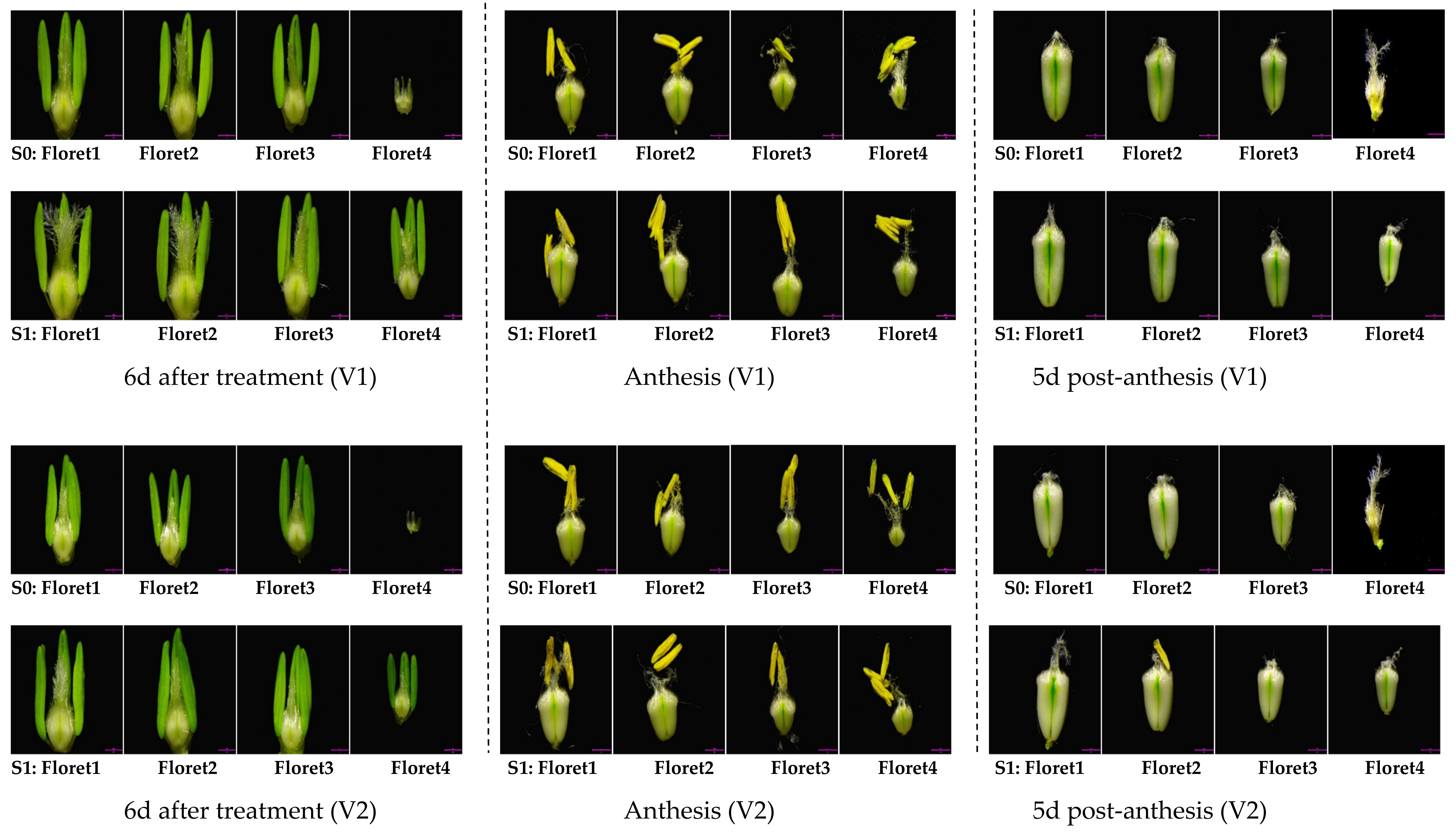 Regulation of Spraying 6-BA in the Late Jointing Stage on the Fertile ...