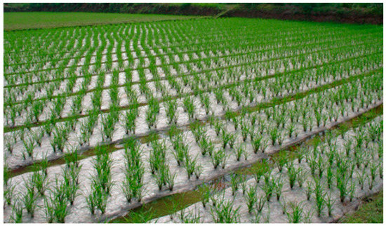 An Opportunity for Regenerative Rice Production: Combining Plastic Film ...