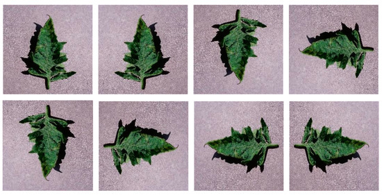 Crop Organ Segmentation and Disease Identification Based on Weakly ...