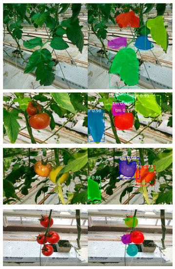 Crop Organ Segmentation and Disease Identification Based on Weakly ...