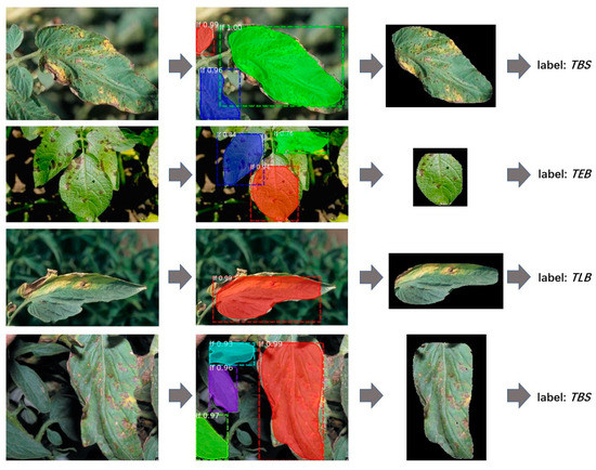 Crop Organ Segmentation and Disease Identification Based on Weakly ...