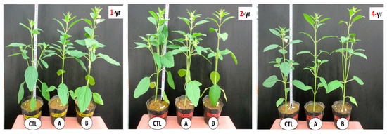 Growth and K Nutrition of Sesame (Sesamum indicum L.) Seedlings as ...