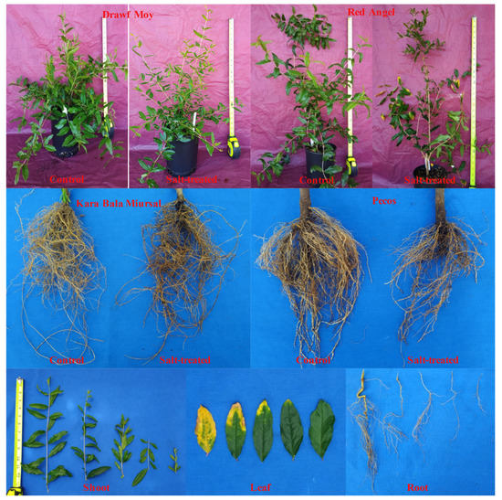 Effects of Salt Stress on Growth, Photosynthesis, and Mineral Nutrients ...