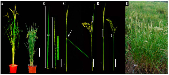 Agronomy | Free Full-Text | Detection of QTLs for Outcrossing-Related ...