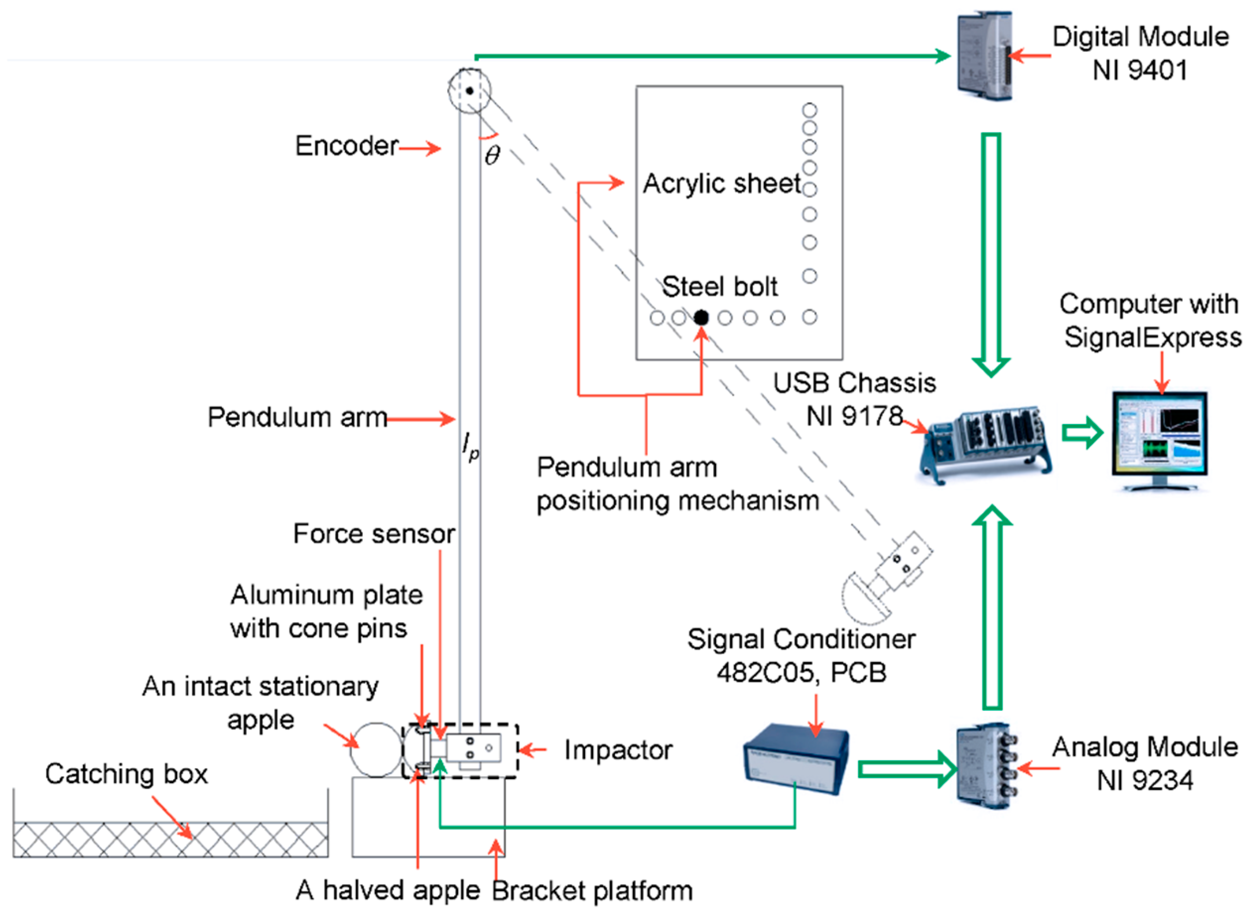 Bruise Patterns of Fresh Market Apples Caused by Fruit-to-Fruit Impact