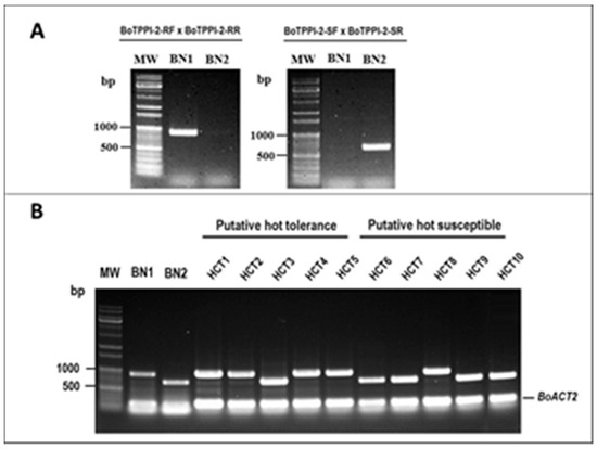 Development and Application of a PCR-Based Molecular Marker for the ...