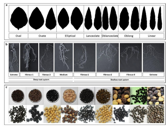 Korean Wild Soybeans (Glycine soja Sieb & Zucc.): Geographic ...