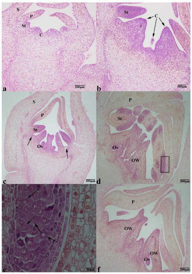 Programmed Cell Death Facilitates the Formation of Unisexual Male and ...